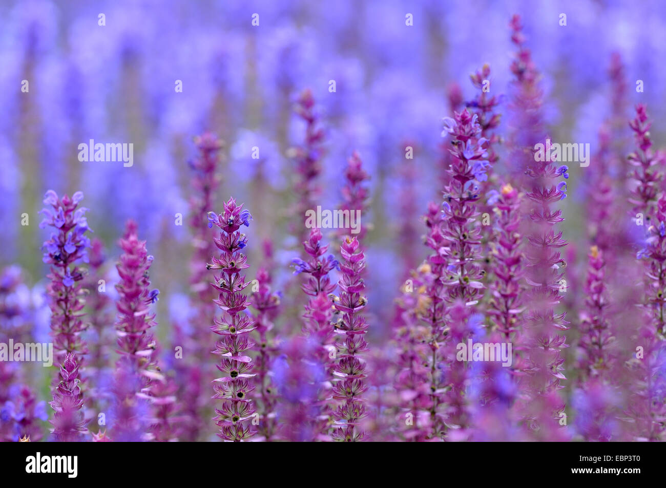 Perennials summer sage hi-res stock photography and images - Alamy