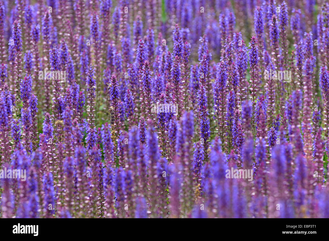 wood sage (Salvia nemorosa), blooming Stock Photo - Alamy