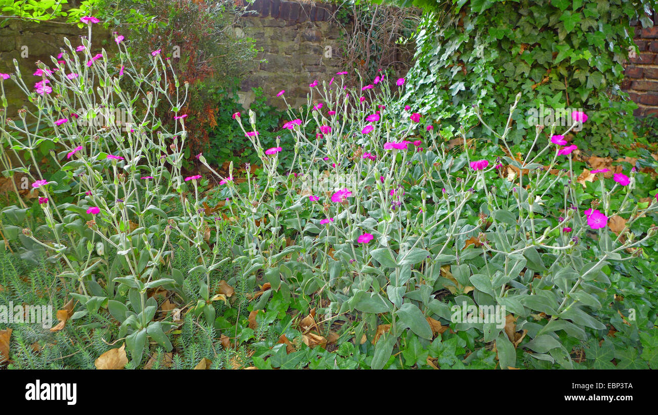 Rose Campion, Crown Pink, Mullein pink, Dusty Miller (Lychnis coronaria ...
