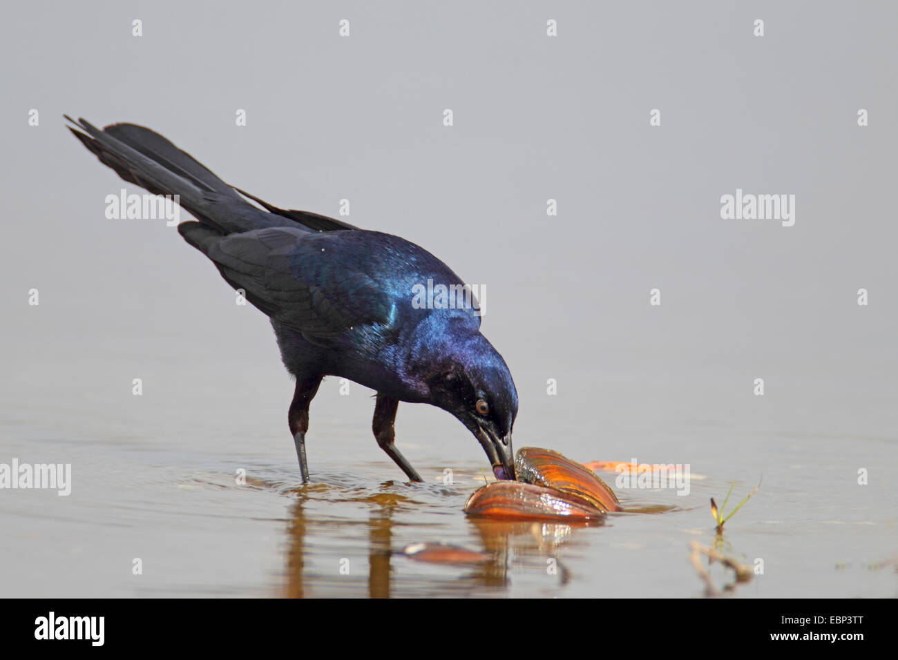 Boat-tailed grackle (Quiscalus major), male stands in shallow water and ...
