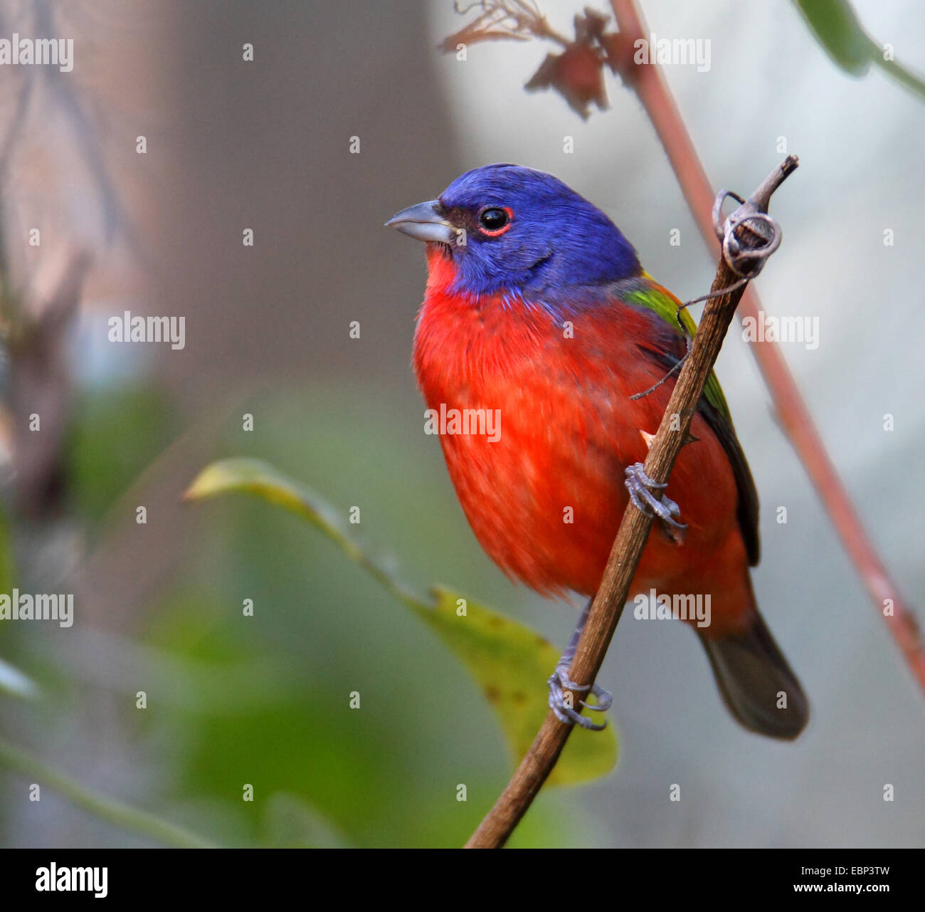 Passerina ciris hi-res stock photography and images - Alamy