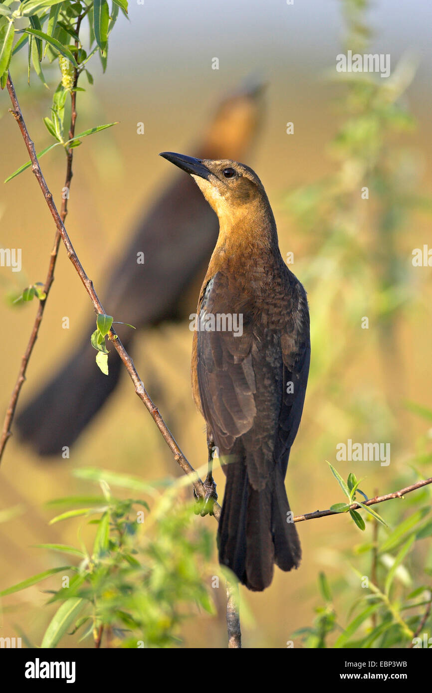 boat-tailed grackle (Quiscalus major), two females sit in a bush, USA ...