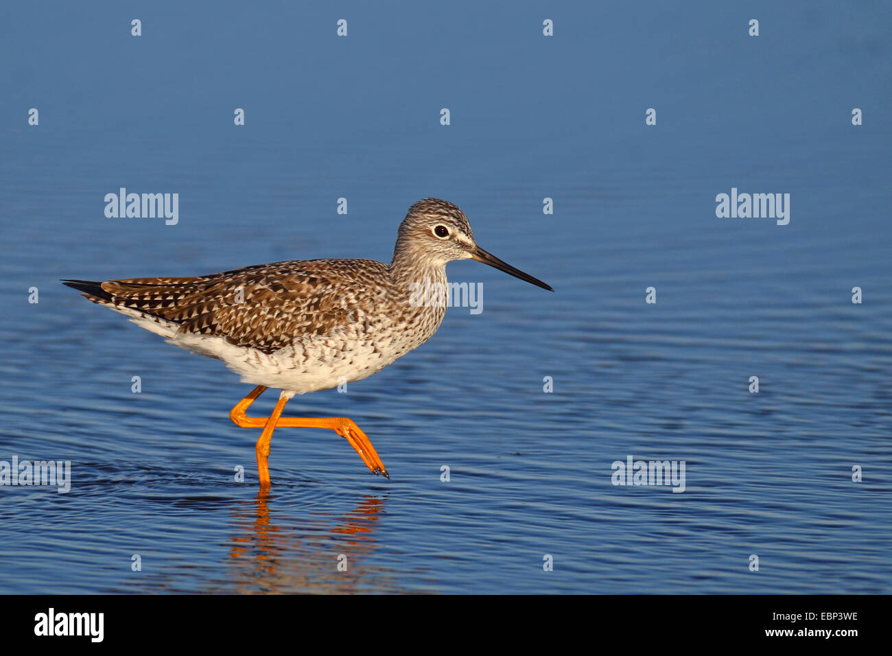 lesser yellowlegs (Tringa flavipes), walks in shallow water, USA ...