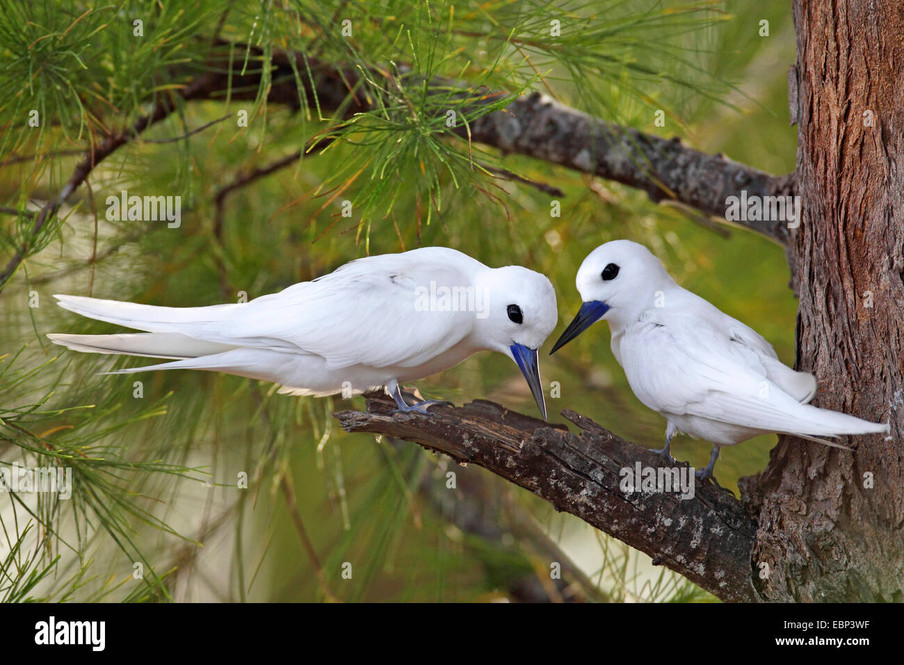 White tern (Gygis alba), pair sits in a tree, Seychelles, Bird Island ...