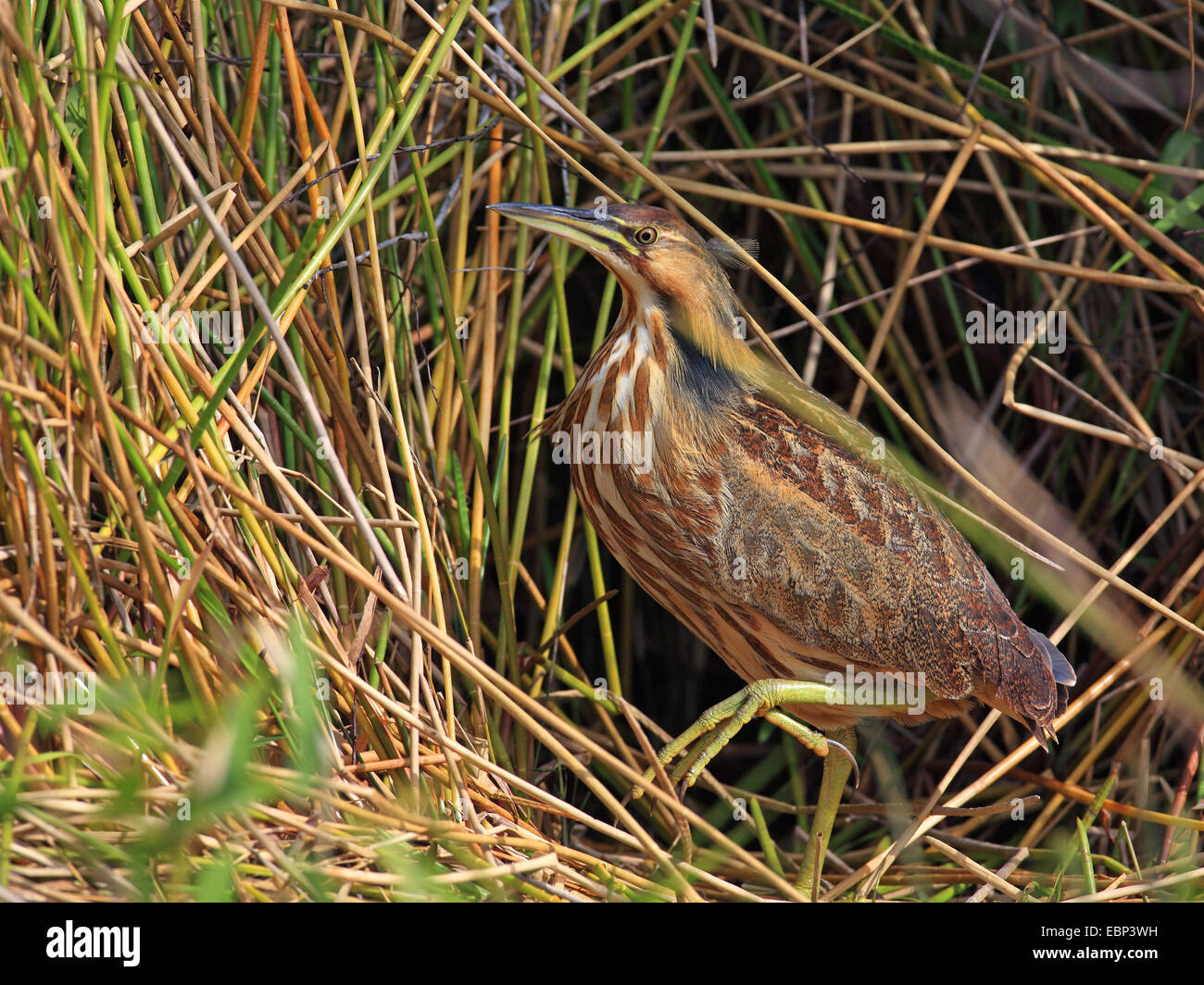 American bittern (Botaurus lentiginosus), bittern stands in a reed bed ...