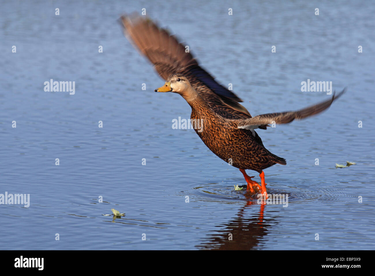 Mottled Duck (Anas fulvigula), flies off from the lake, USA, Florida ...
