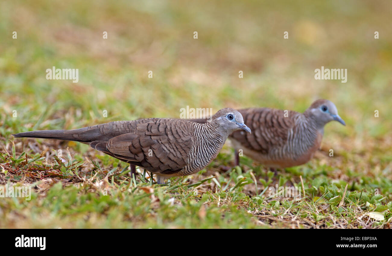 zebra dove (Geopelia striata), two doves look for food on the ground ...