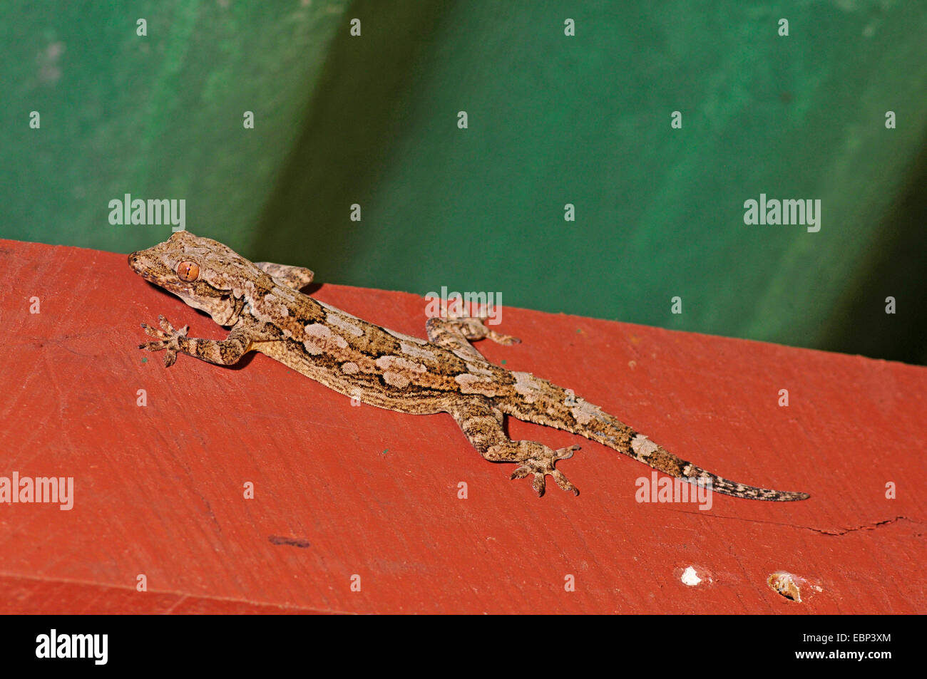 Leschenault's Leaf-toed Gecko, Bark Gecko (Hemidactylus leschenaultii ...