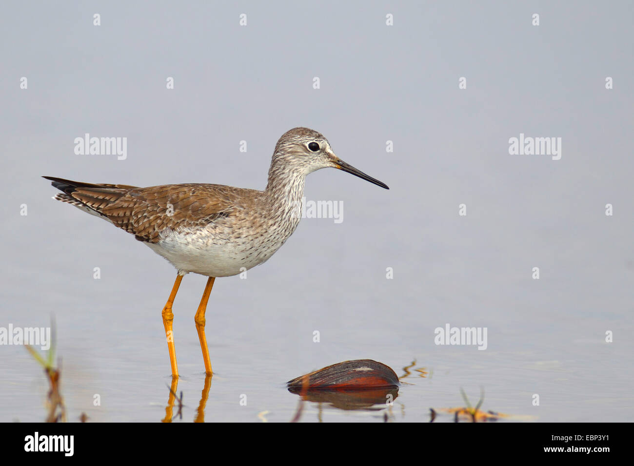 lesser yellowlegs (Tringa flavipes), standing in shallow water, USA ...