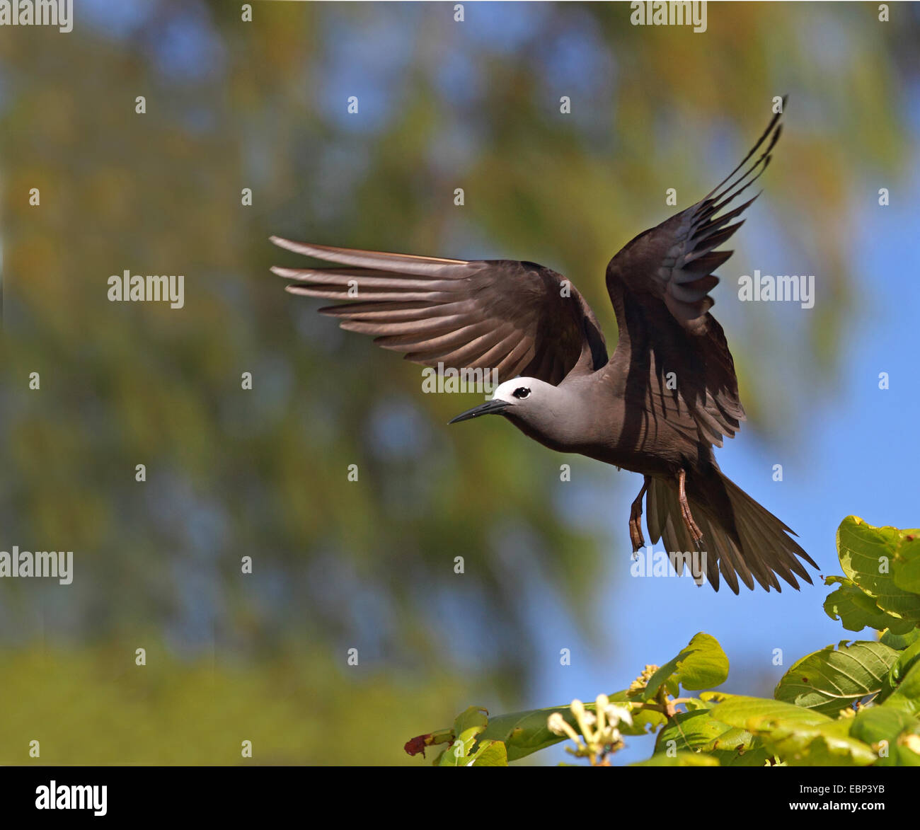 Lesser noddy bird anous hi-res stock photography and images - Alamy