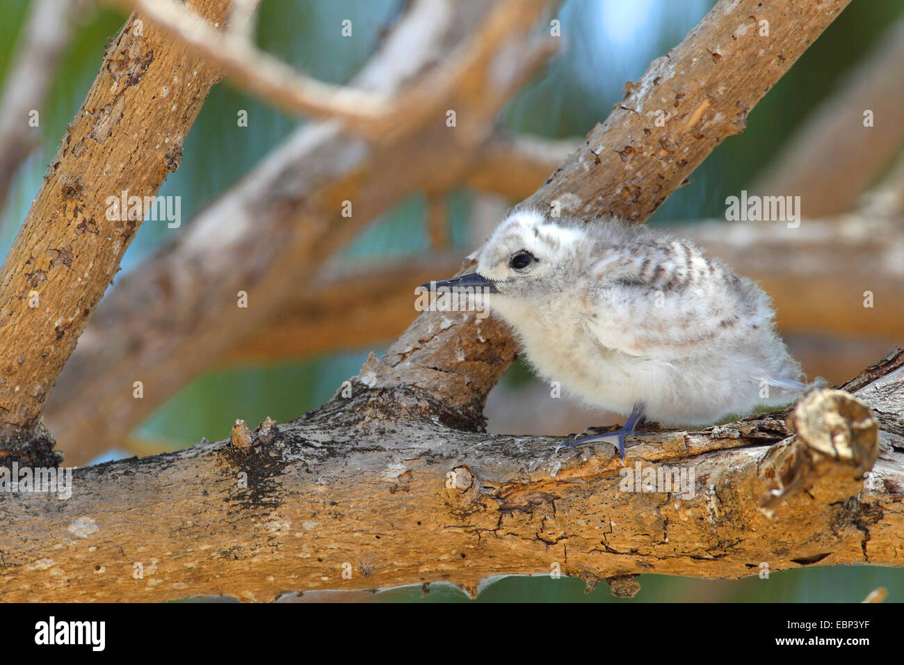 Juvenile birds sitting in tree hi-res stock photography and images - Alamy