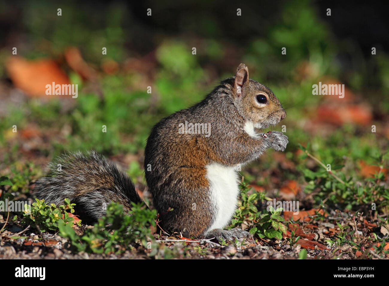Gray squirrel in african hi-res stock photography and images - Alamy