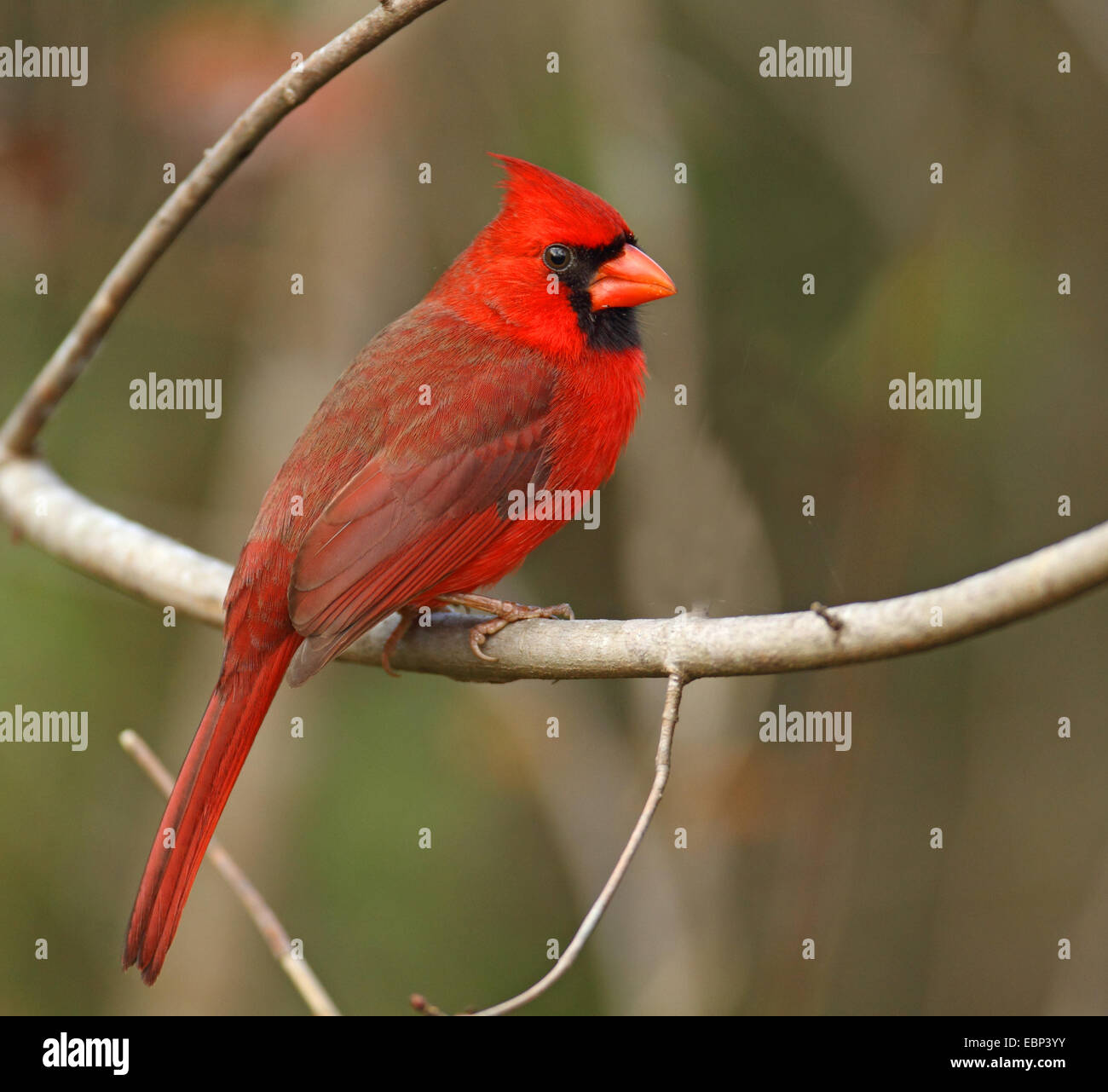 common cardinal (Cardinalis cardinalis), male sits in a bush, USA ...