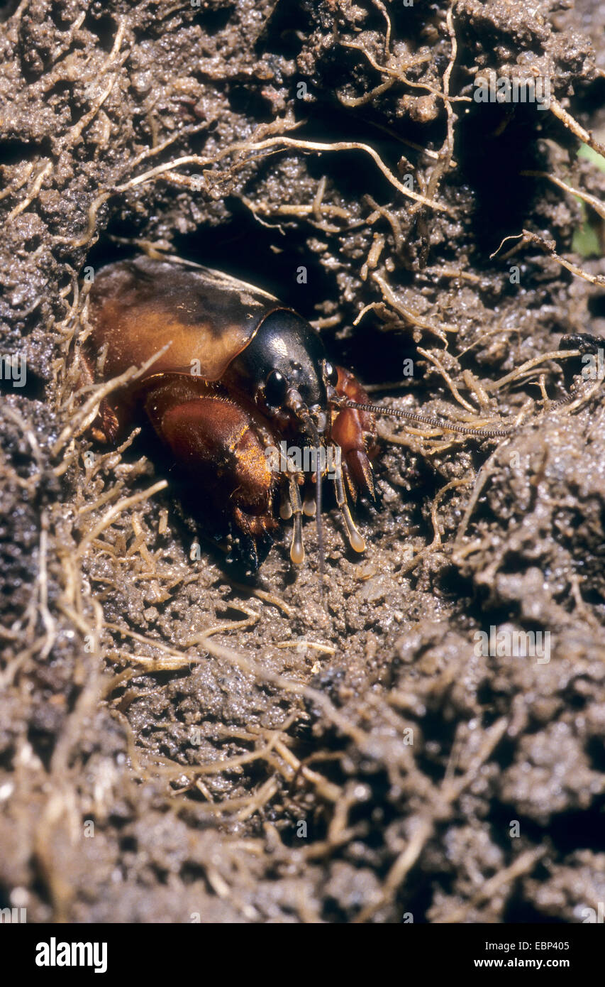 Mole cricket burrow hi-res stock photography and images - Alamy