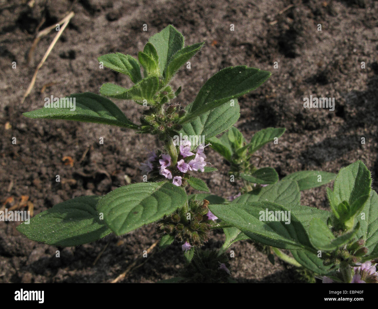 Brook Mint, Canadian Mint, Common Mint, Corn Mint, European Corn Mint ...