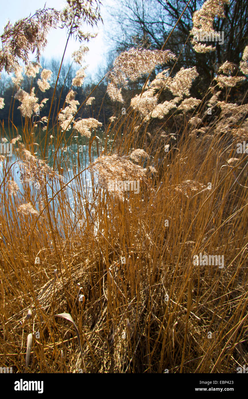 reed grass, common reed (Phragmites communis, Phragmites australis ...