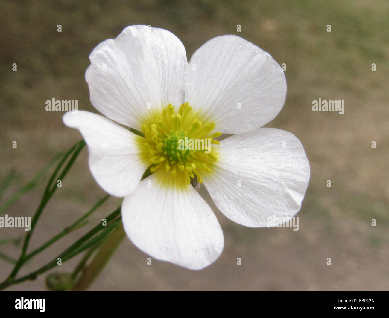 river water-crowfoot (Ranunculus fluitans), single flower, Germany ...