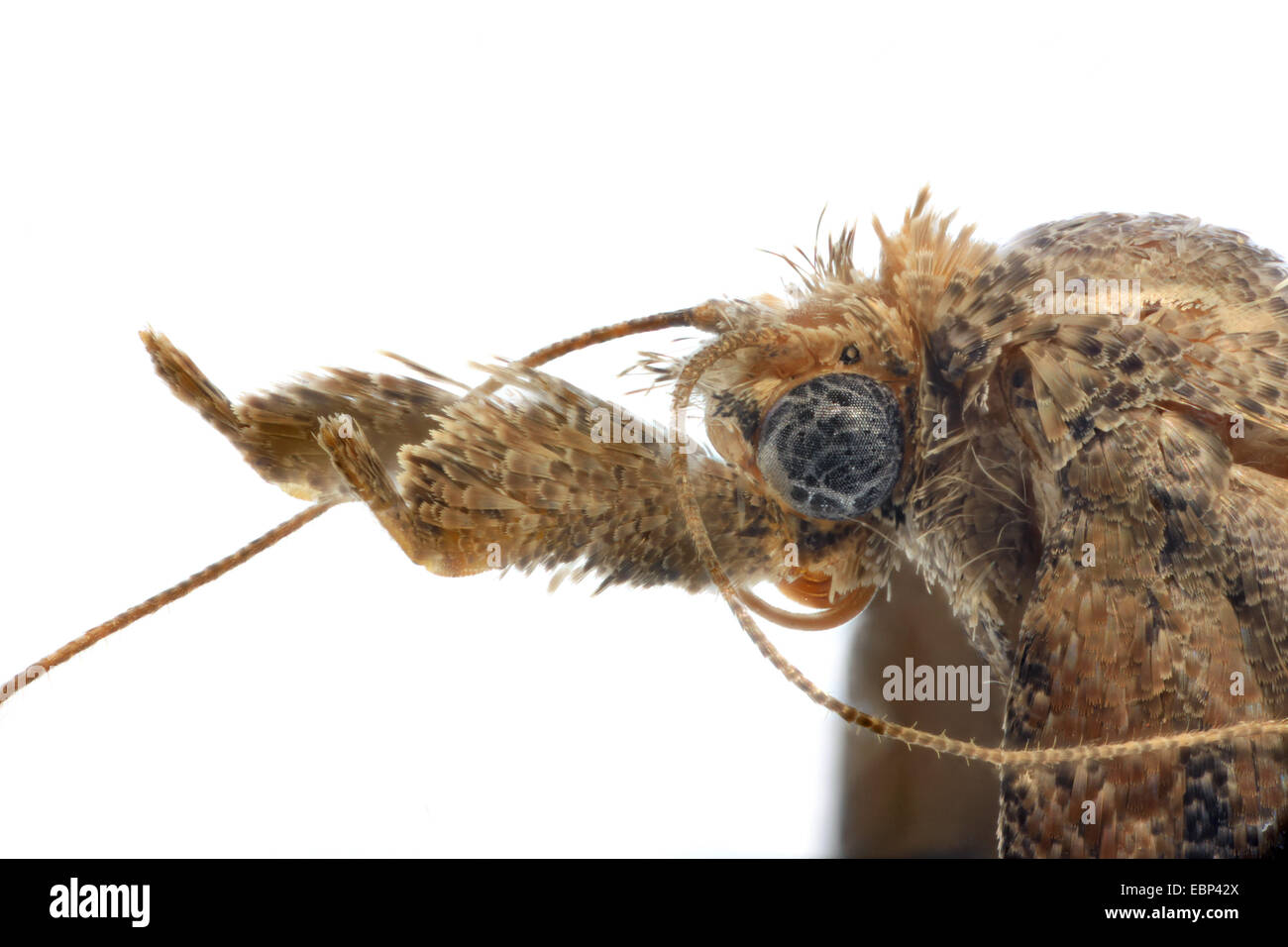 Snoth moth (Pyralidae), head of a snout moth, lateral view with labial ...