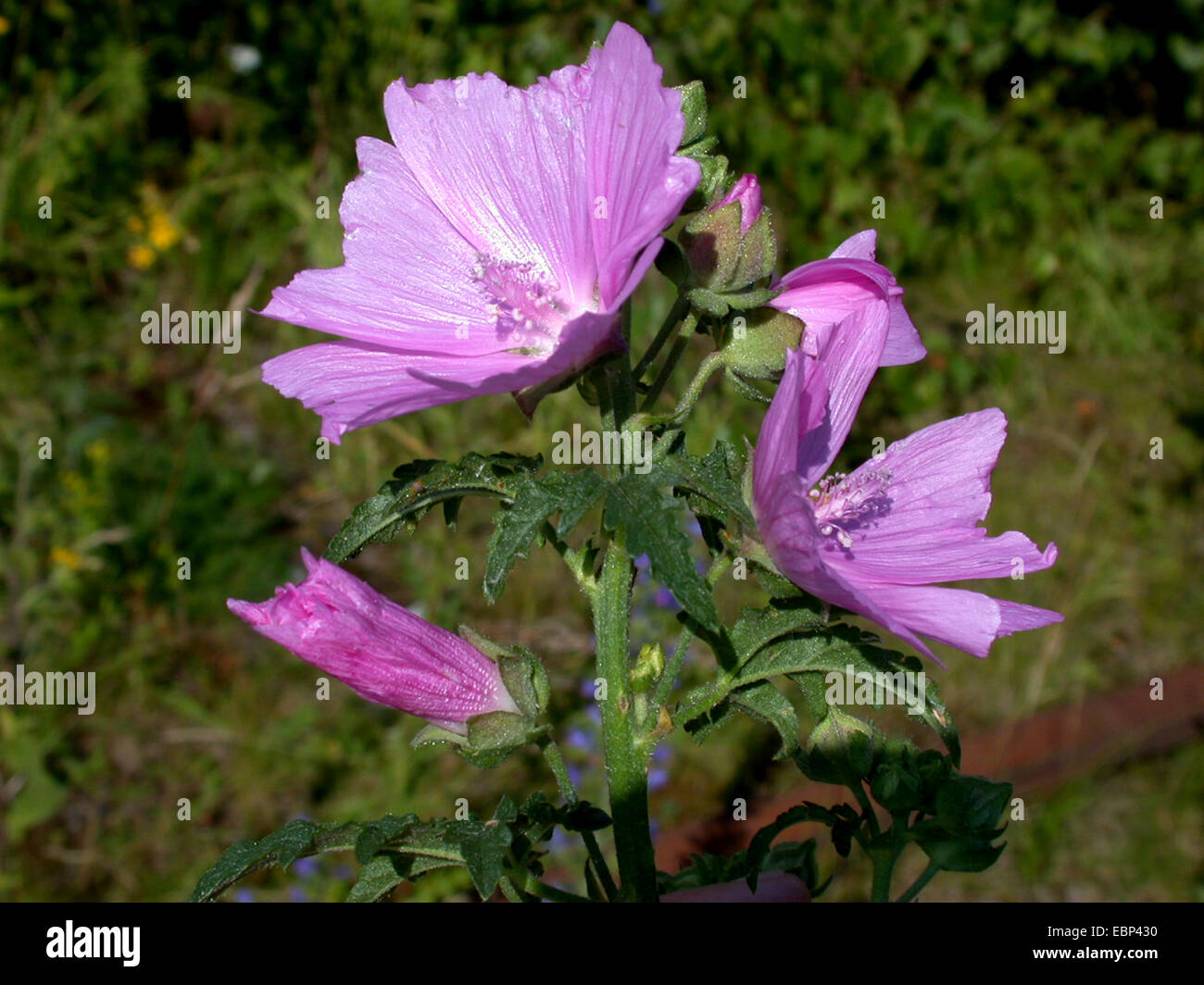 hollyhock mallow, large-flowered mallow, pink mallow, vervian ...