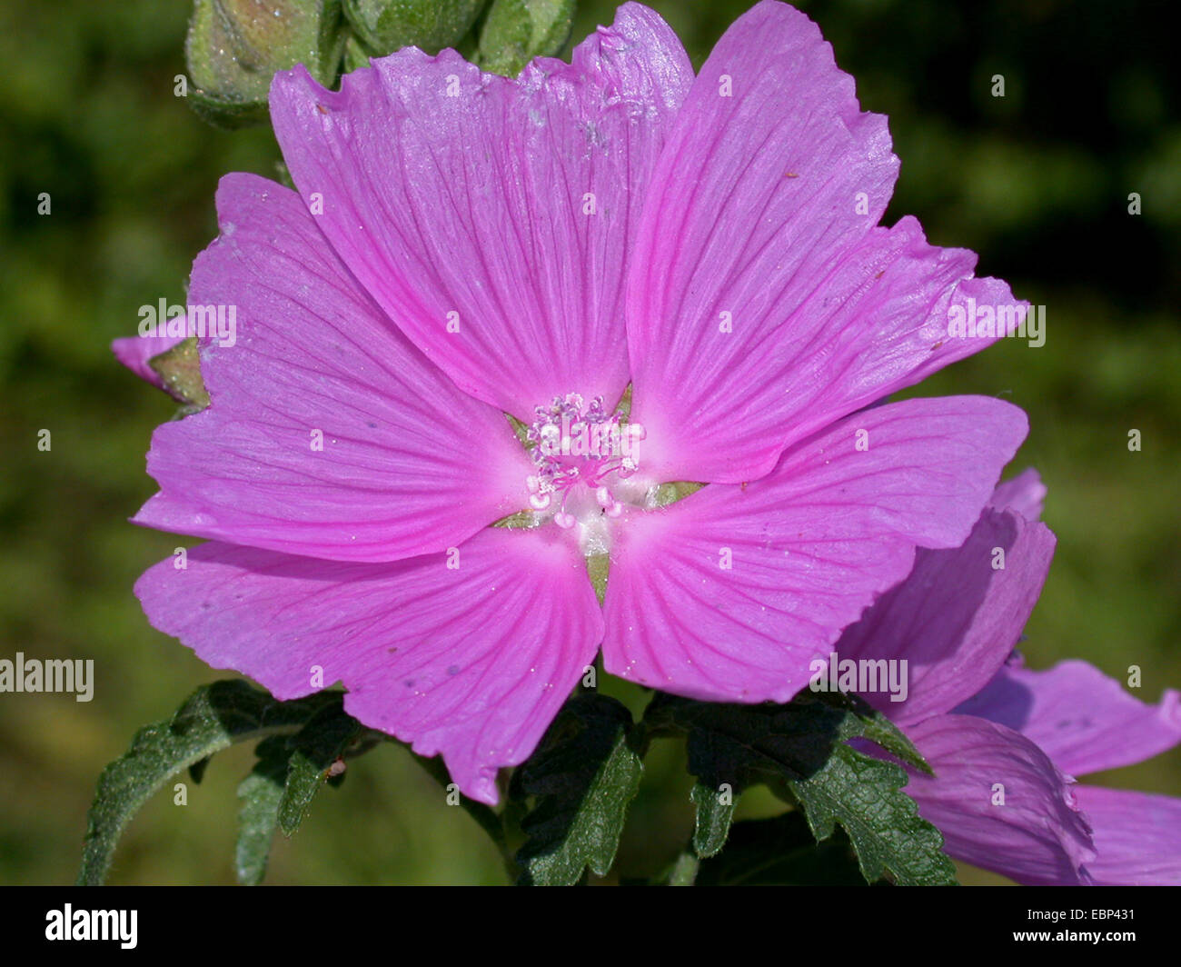 hollyhock mallow, large-flowered mallow, pink mallow, vervian ...