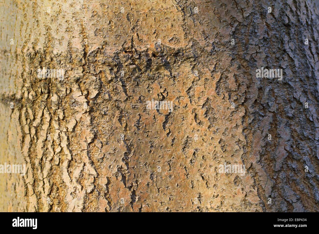 sycamore maple, great maple (Acer pseudoplatanus), bark, Germany Stock ...