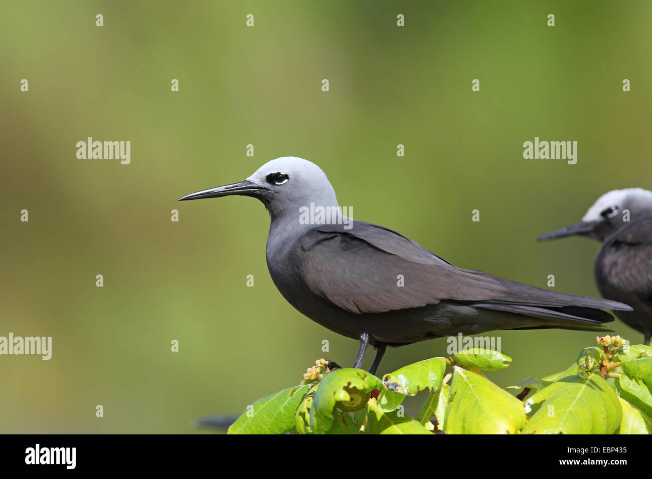 Lesser noddy (Anous tenuirostris), sitting on a tree, Seychelles, Bird ...