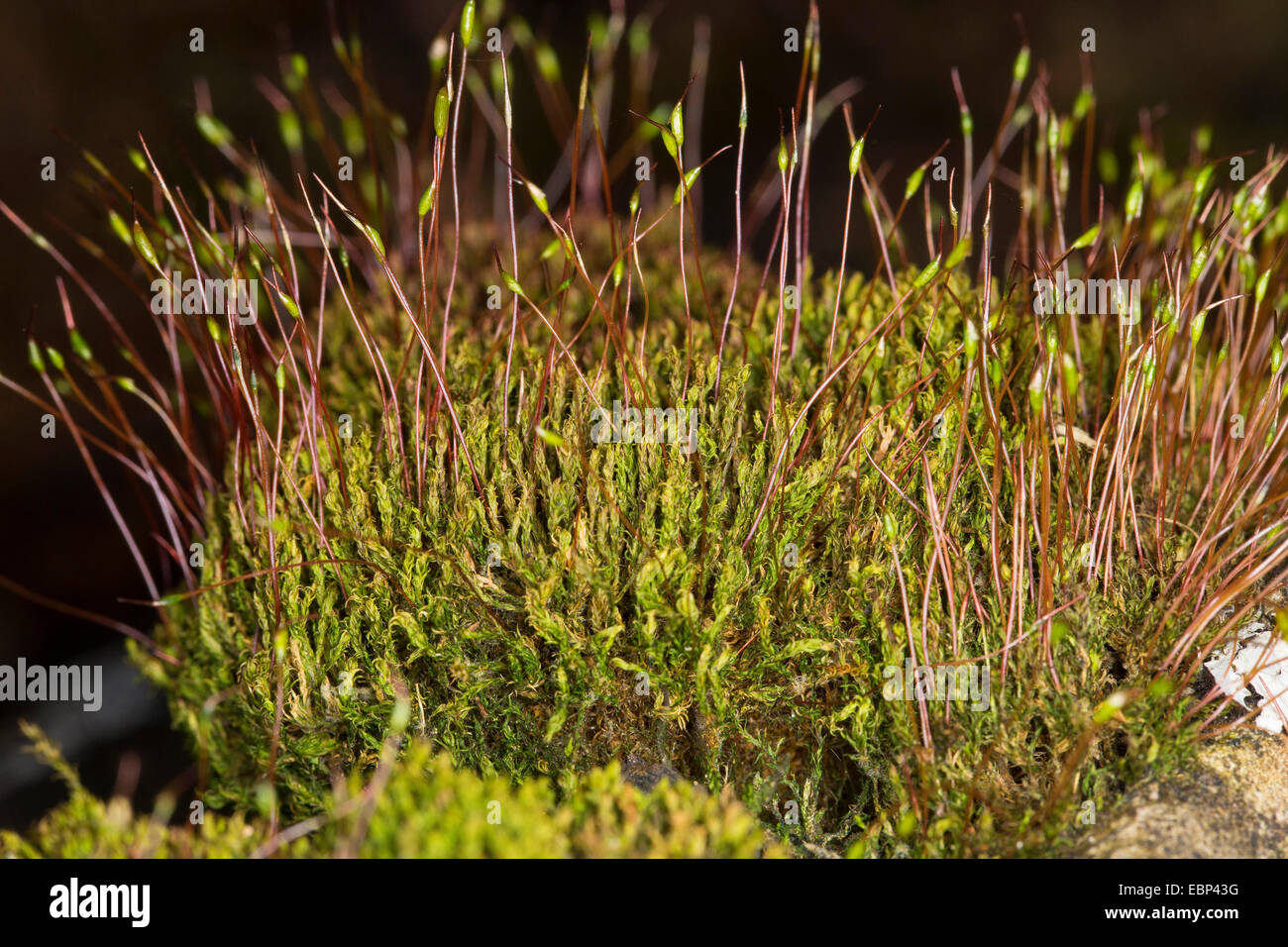 Purple horn toothed moss hi-res stock photography and images - Alamy