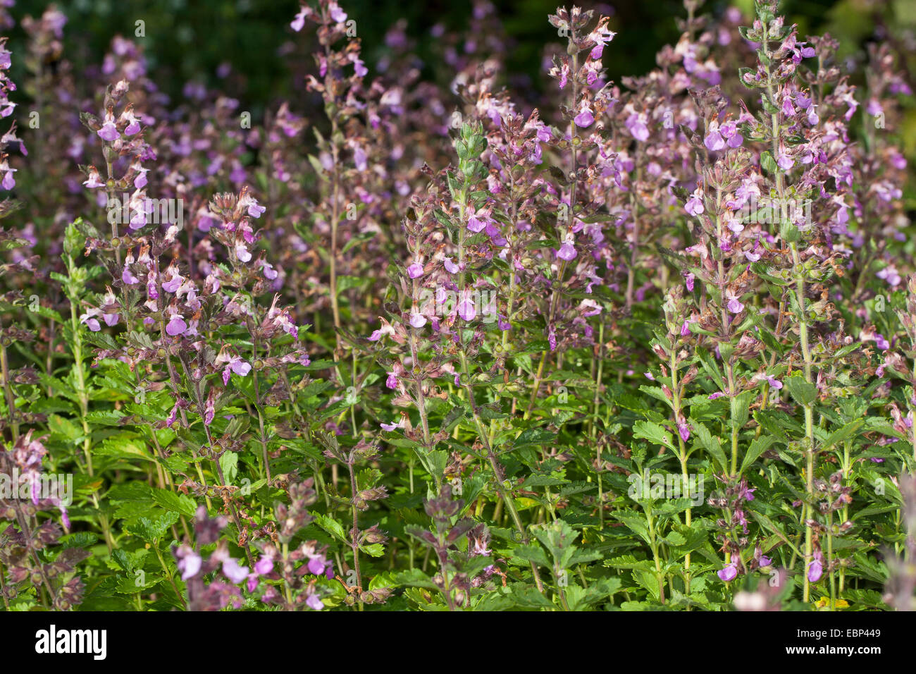 Wall germander (Teucrium chamaedrys), blooming, Germany Stock Photo - Alamy