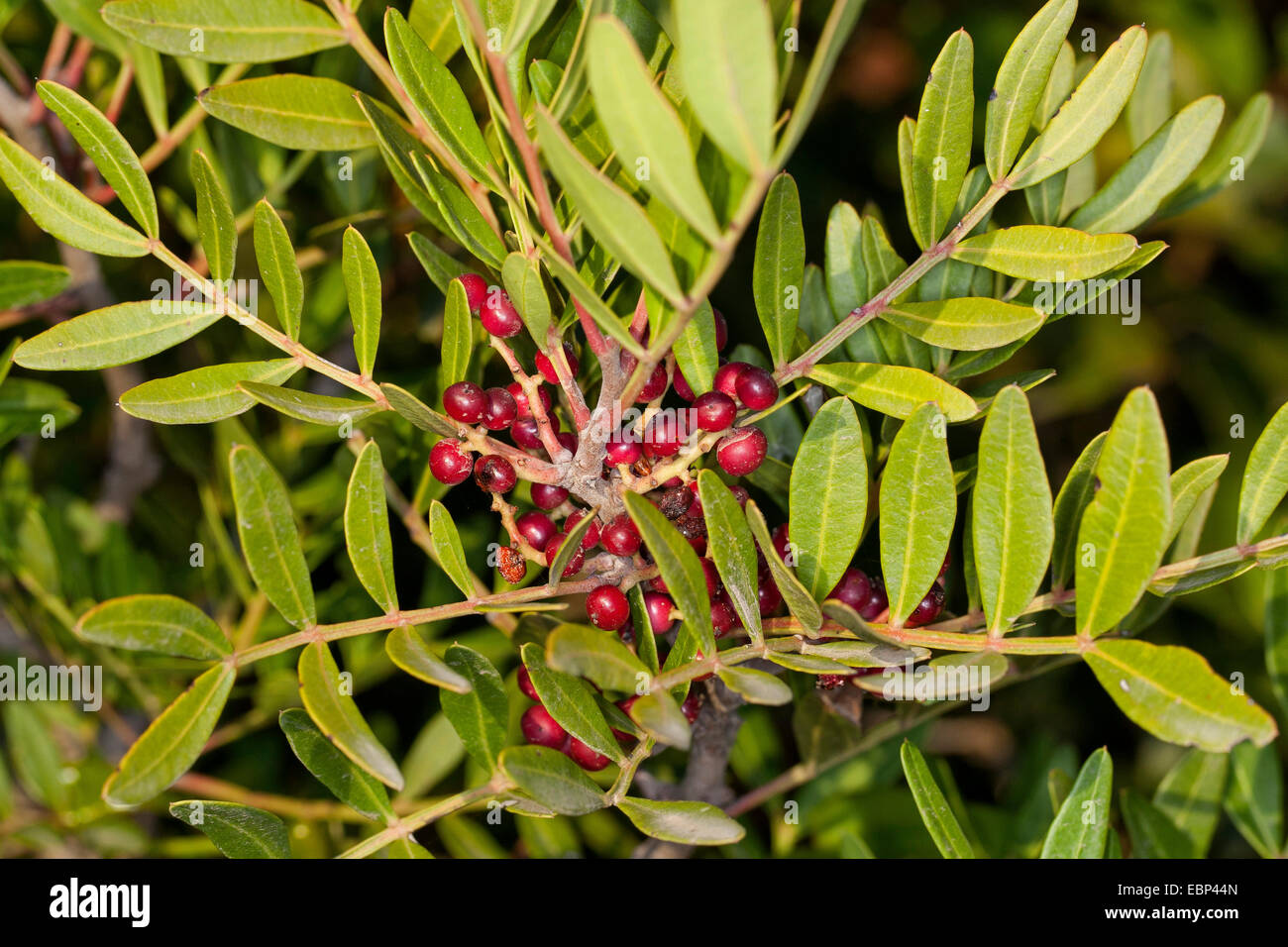 Mastic plant hi-res stock photography and images - Alamy