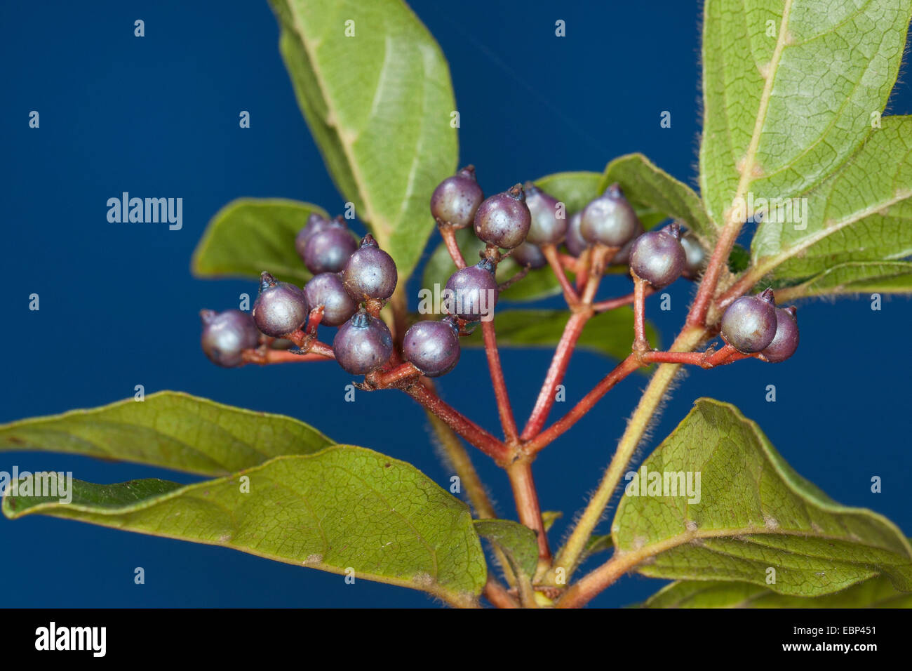 Laurustinus (Viburnum tinus), branch with fruits Stock Photo - Alamy