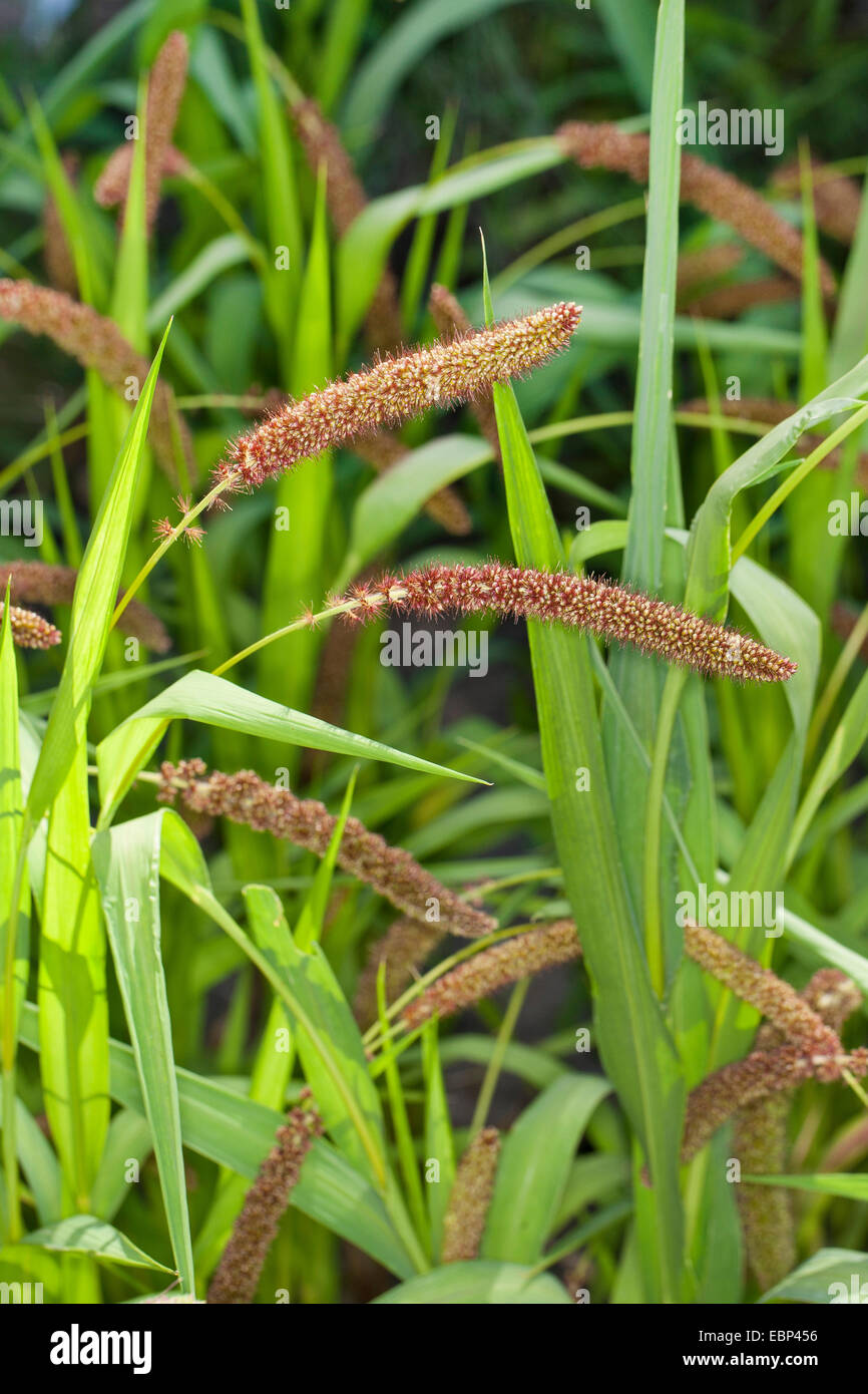 Bristlegrass, Plains Bristle Grass, Plains Bristlegrass, Streambed ...