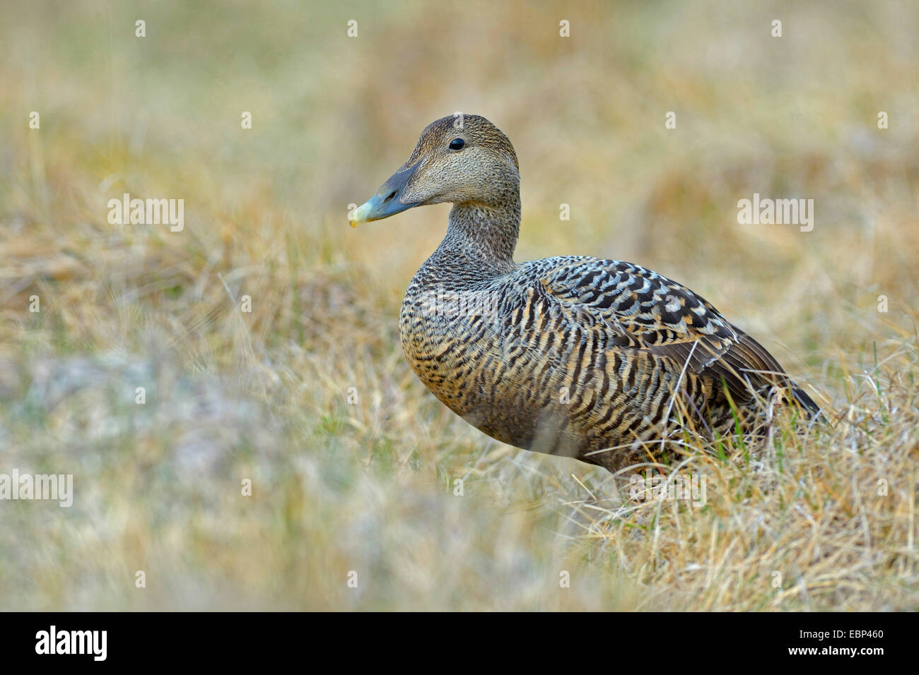 Eider Nest Stock Photos & Eider Nest Stock Images - Alamy