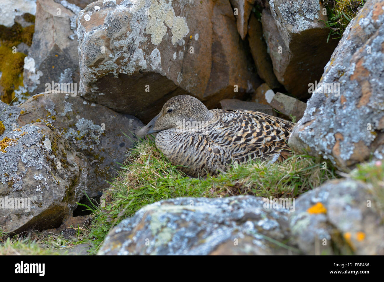 Common eider nest hi-res stock photography and images - Alamy