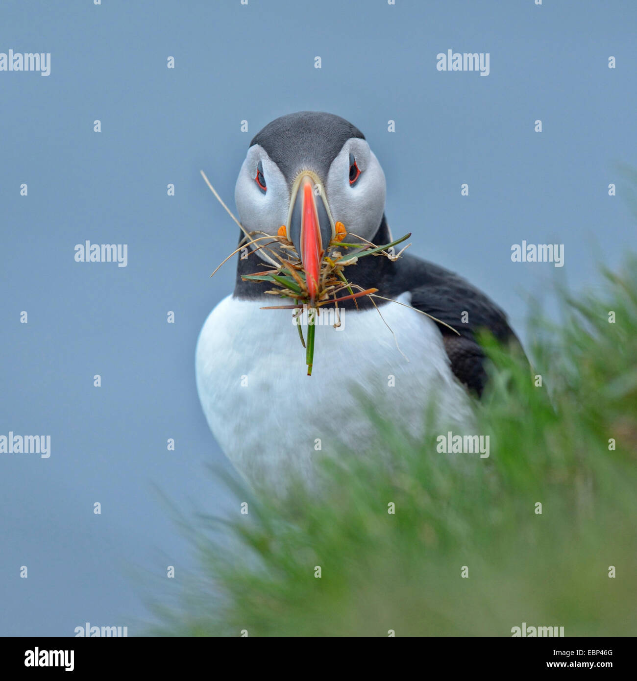 Atlantic puffin, Common puffin (Fratercula arctica), with nesting ...