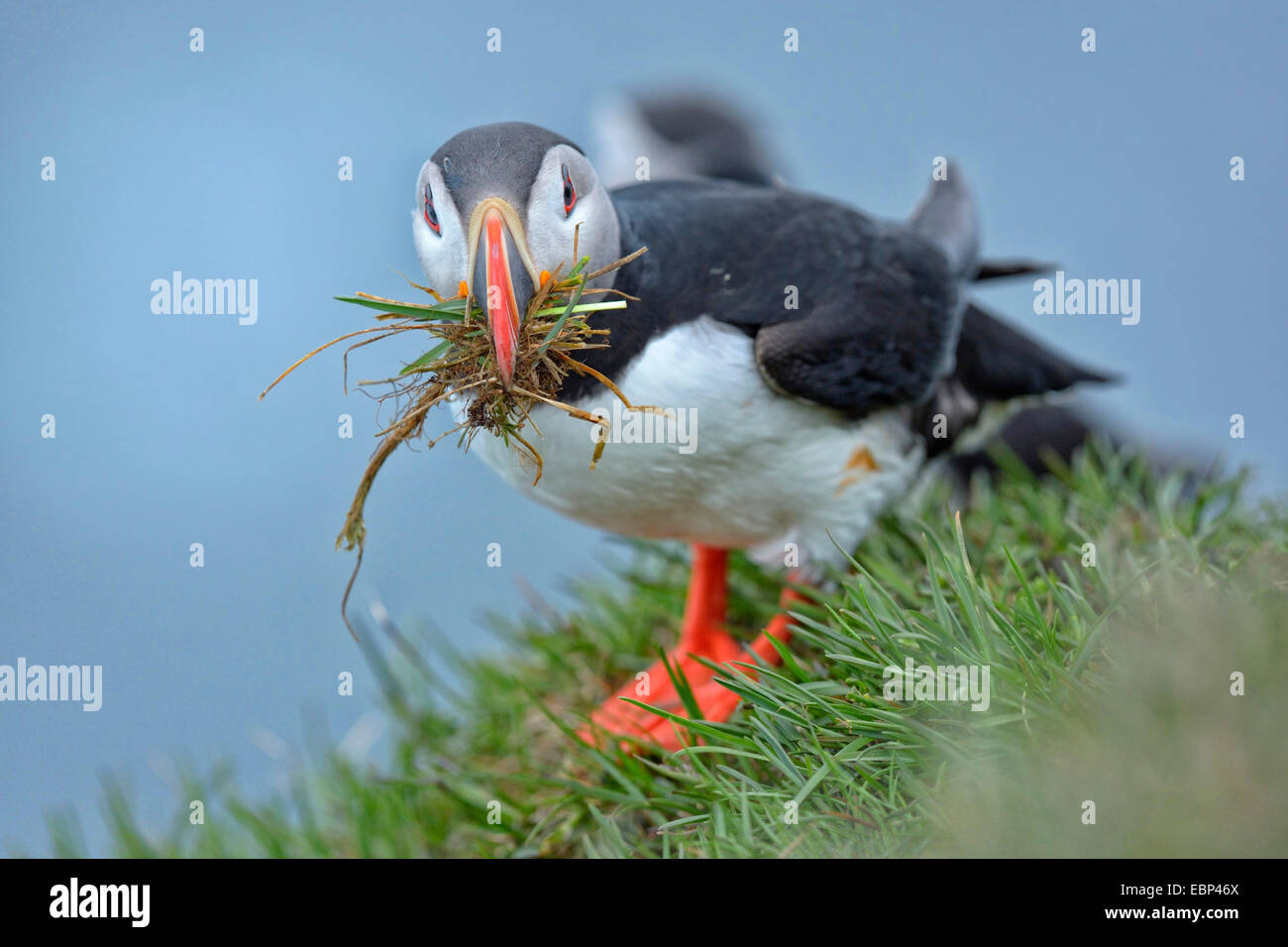 Atlantic puffin, Common puffin (Fratercula arctica), with nesting ...