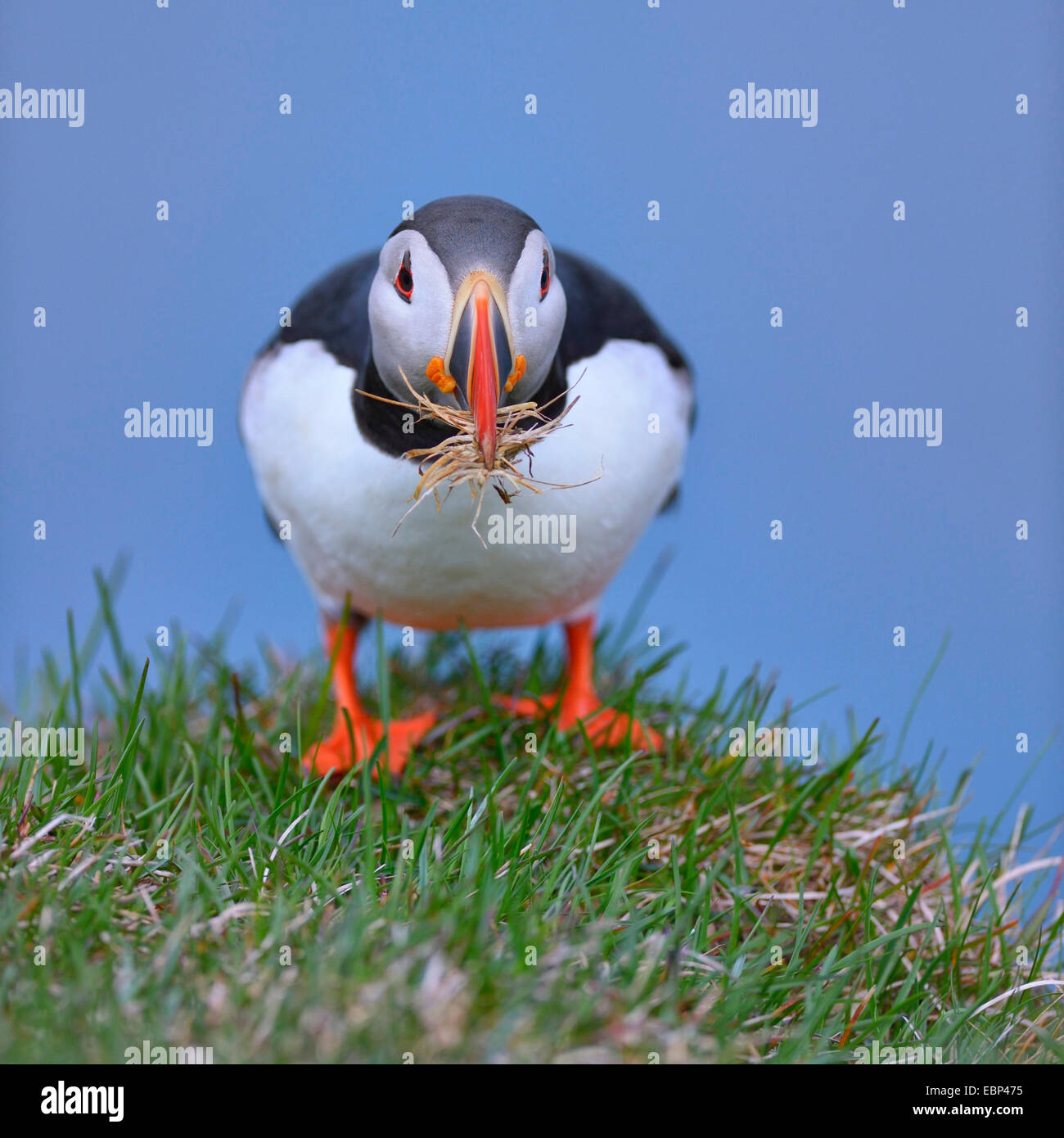 Atlantic puffin, Common puffin (Fratercula arctica), with nesting ...