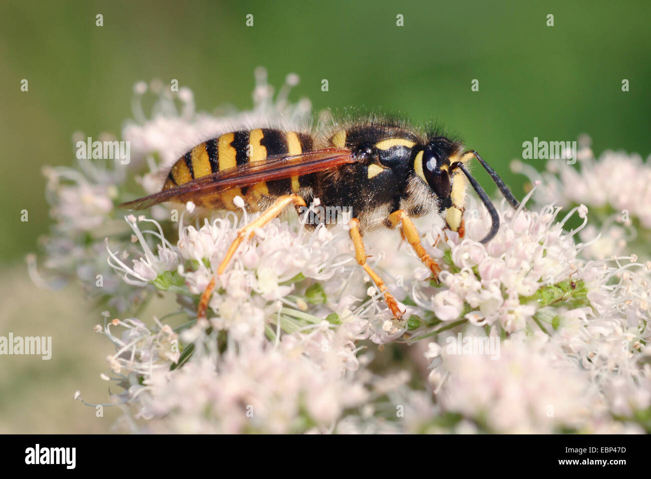 tree wasp, wood wasp (Dolichovespula sylvestris), sitting on blossoms ...