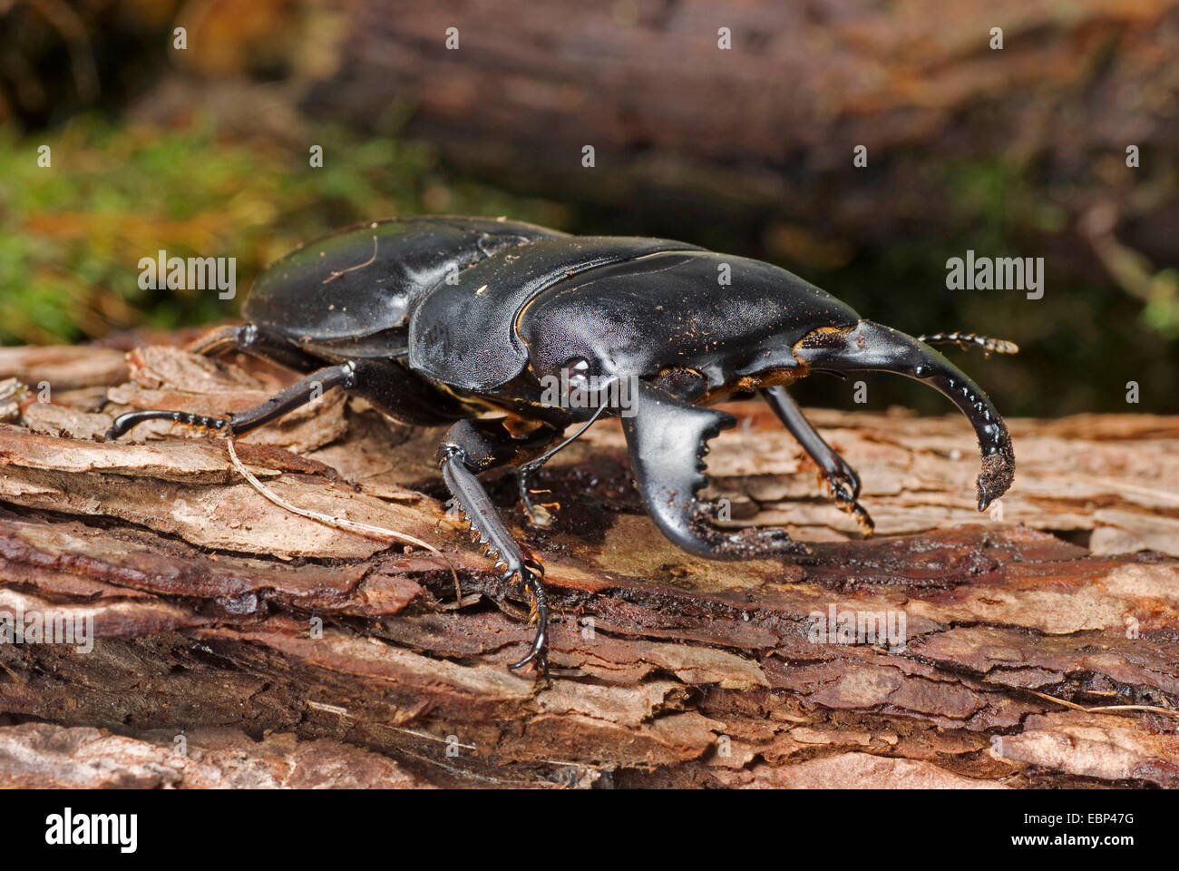 Stag beetle dorcus alcides hi-res stock photography and images - Alamy