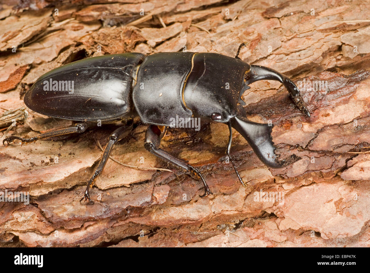 Stag beetle (Dorcus alcides), sitting on deadwood Stock Photo - Alamy