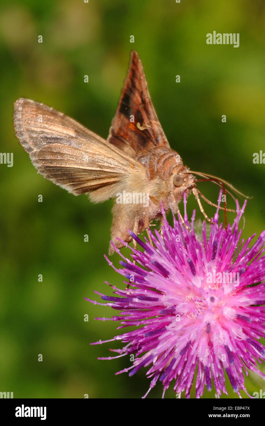 Gamma hi-res stock photography and images - Alamy