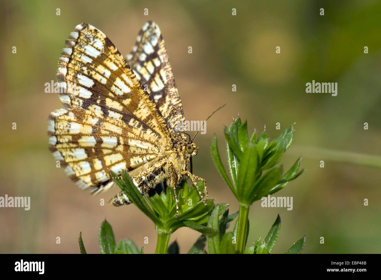 Latticed Heath (Chiasmia clathrata, Semiothisa clathrata), sitting on a ...