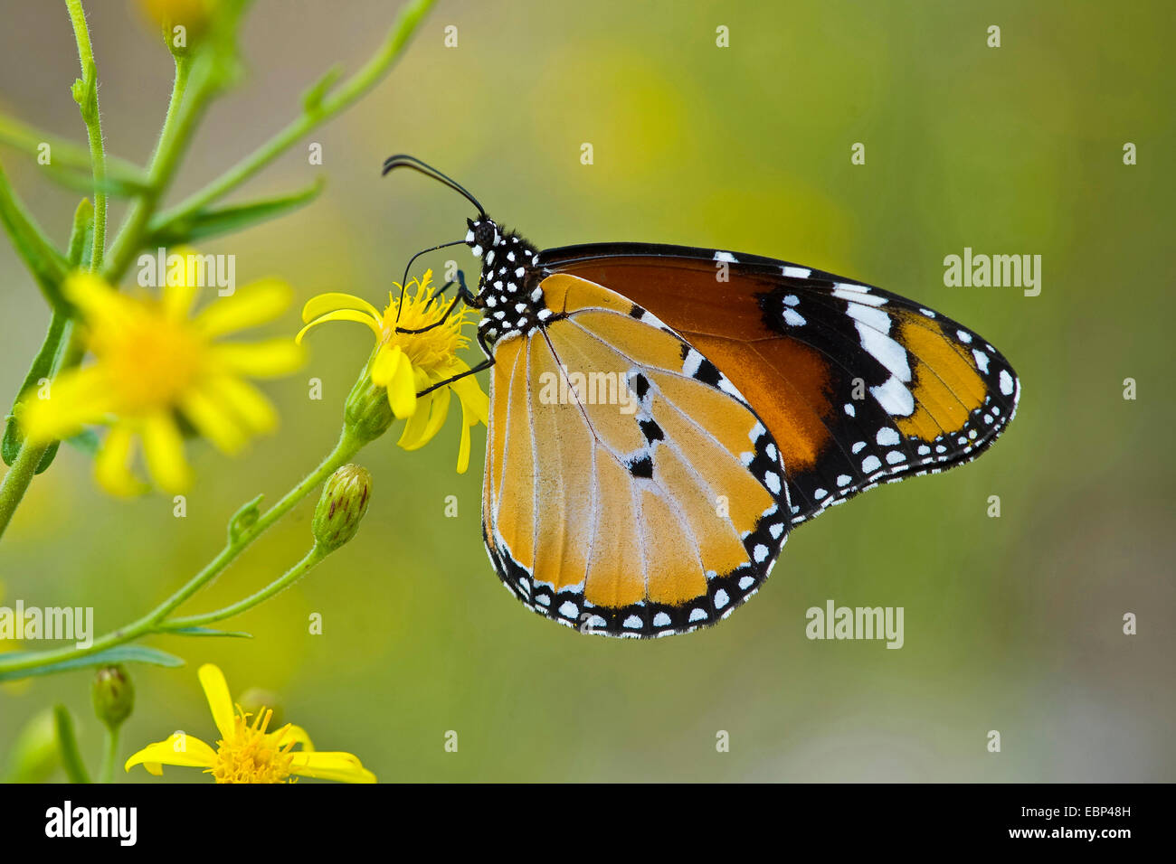 Plain Tiger, African Monarch (Danaus chrysippus), on yellow flower ...