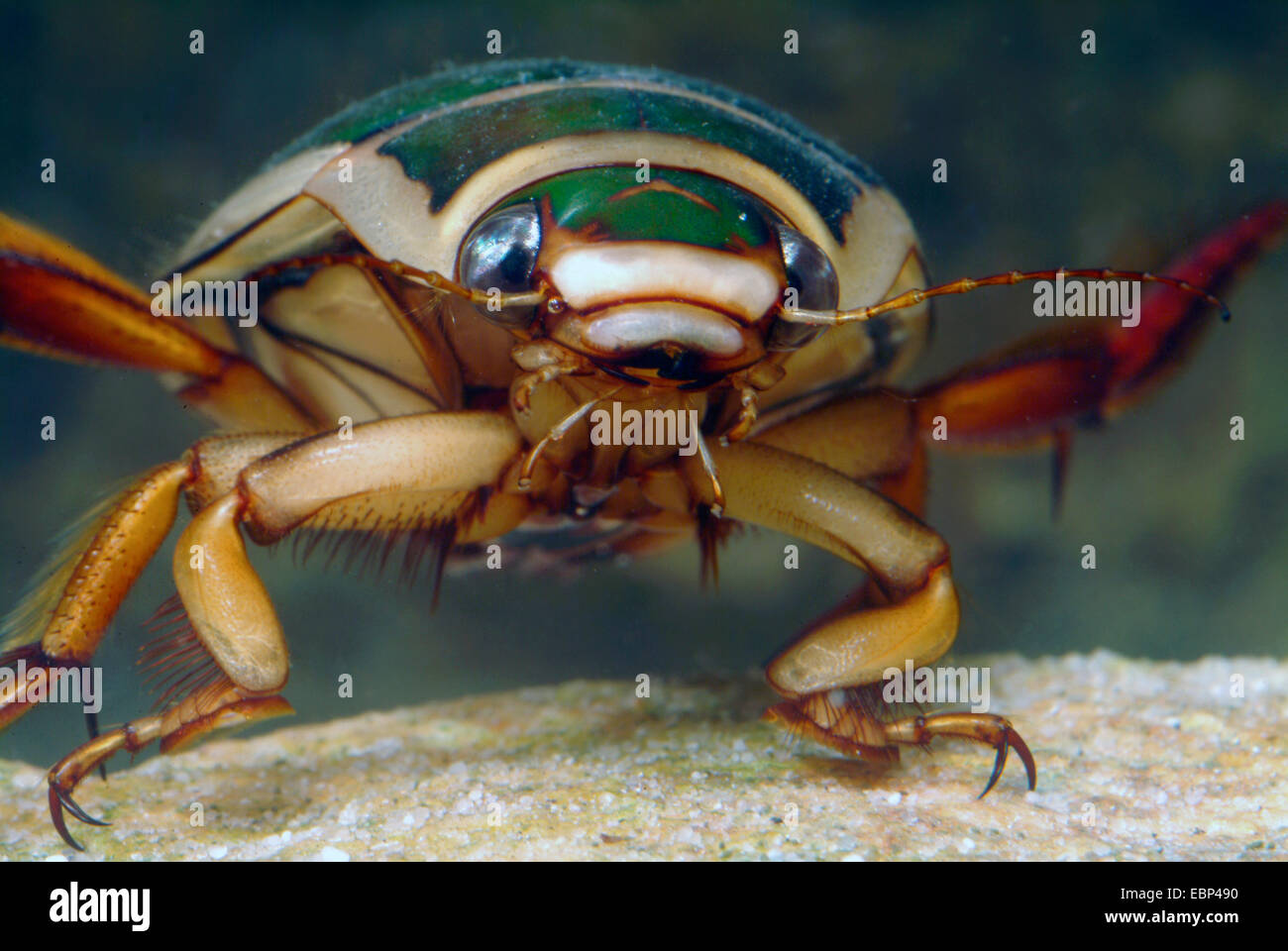 great diving beetle (Dytiscus marginalis), front view, Germany Stock ...