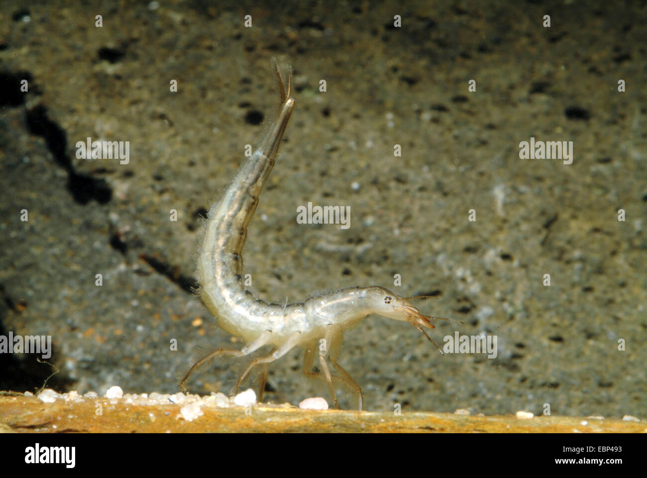 great diving beetle (Dytiscus marginalis), larva walking under water ...
