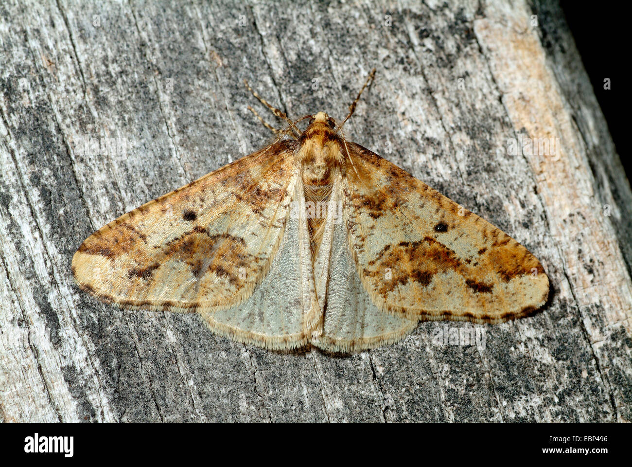 Mottled umber (Erannis defoliaria), male on deadwood, Germany Stock ...