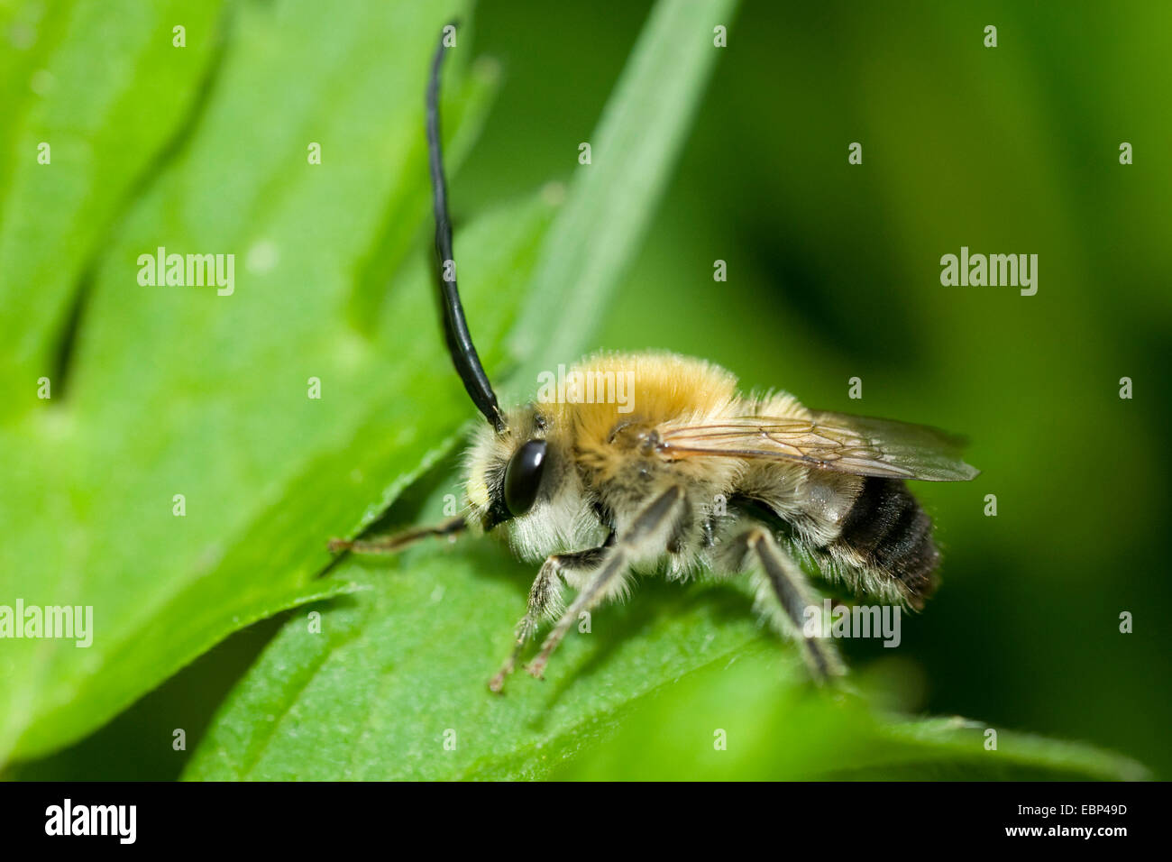 Early long horned bee (Eucera nigrescens), on a leaf, Germany Stock ...