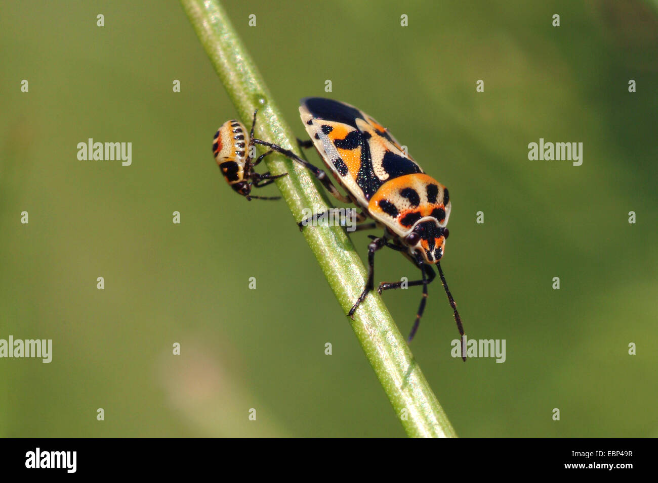Larva tree hi-res stock photography and images - Alamy