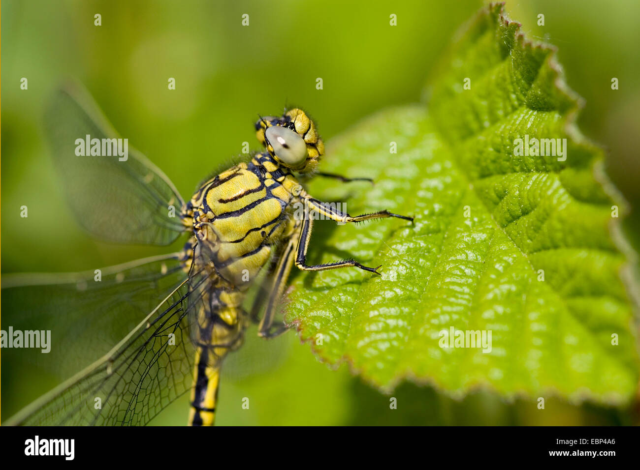 Western European gomphus (Gomphus pulchellus), portrait Stock Photo - Alamy