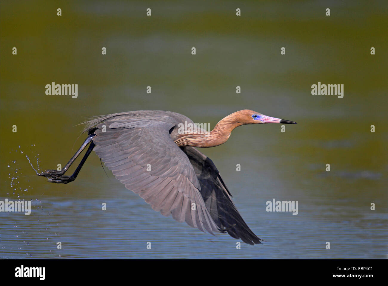 Blue heron flying hi-res stock photography and images - Alamy