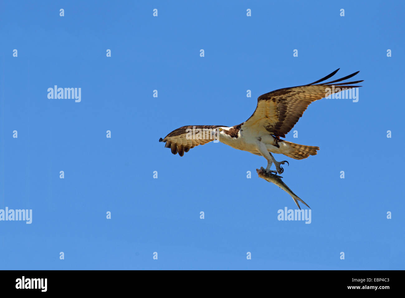 osprey, fish hawk (Pandion haliaetus), flying male with a fish in the ...